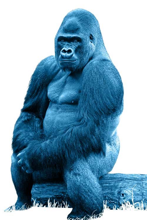 Blue Gorilla Media - Website Design and Website Development